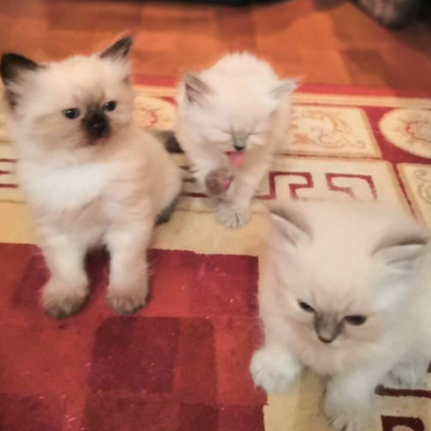 Невский маскарадный котёнок