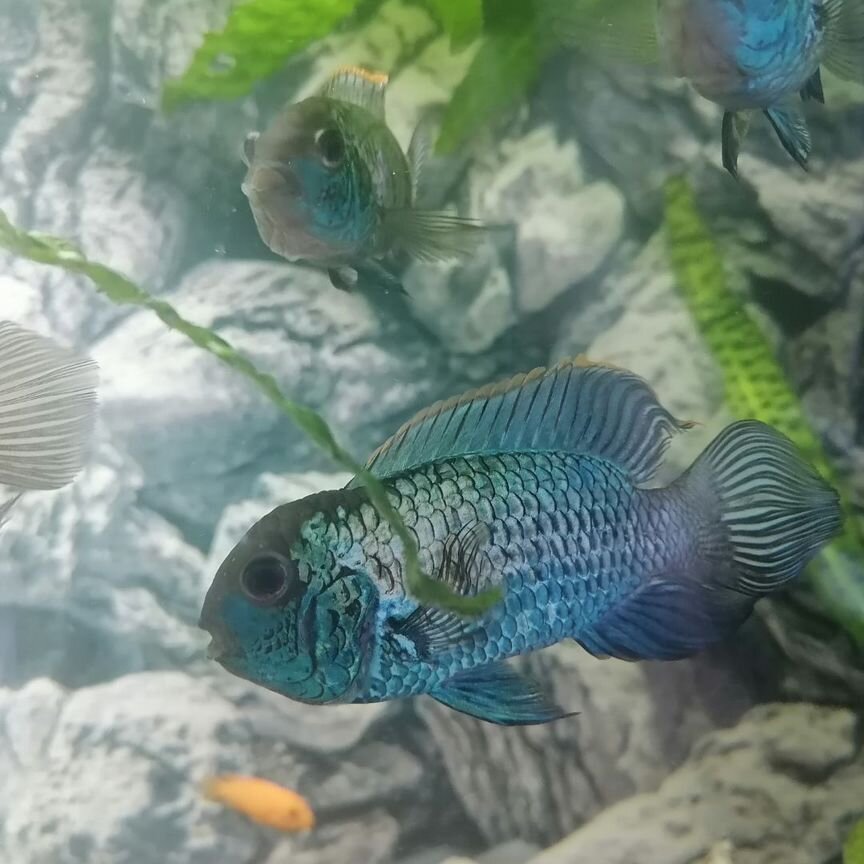 Нанакара блюнеон