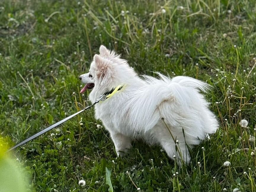 Шпиц девочка