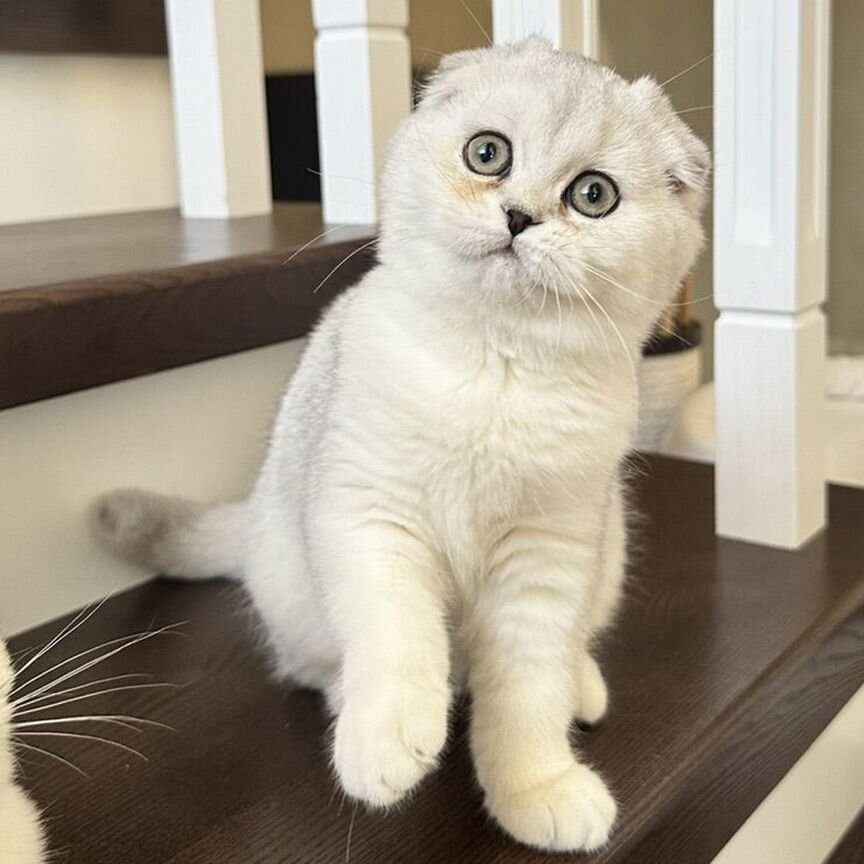 Шотландская шиншилловая девочку