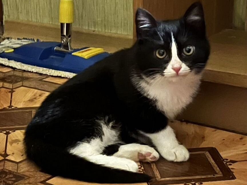 Дворовый котенок ищет дом