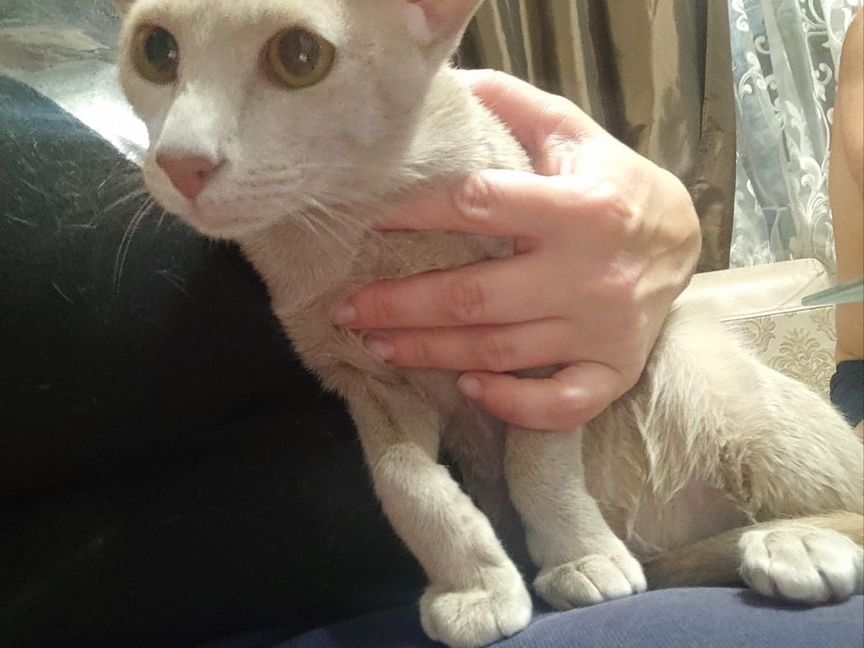 Ориентальная молодая кошечка фавн