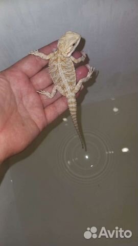 Барадатая агама