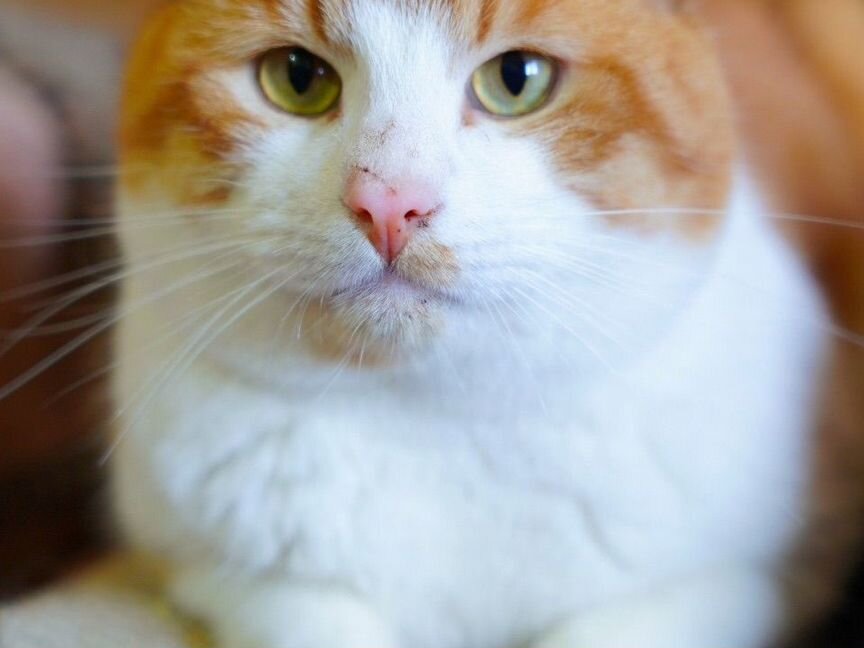 Котик в добрые руки