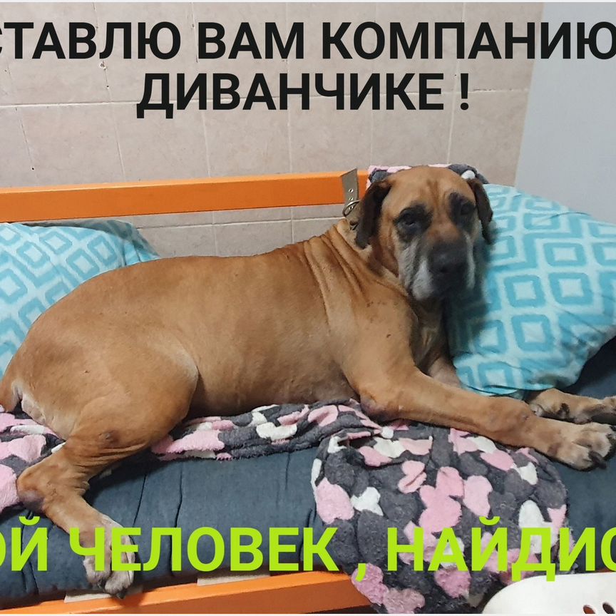 Буся ищет доброго человека. Стерильна. Привита