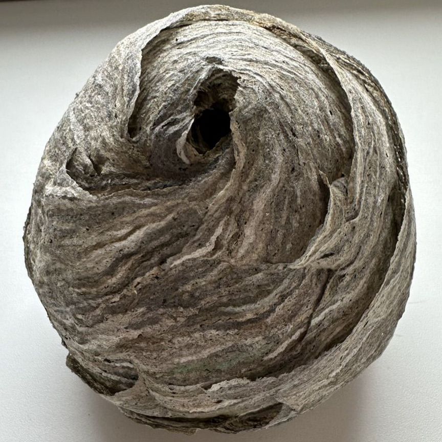 Осиное гнездо большое