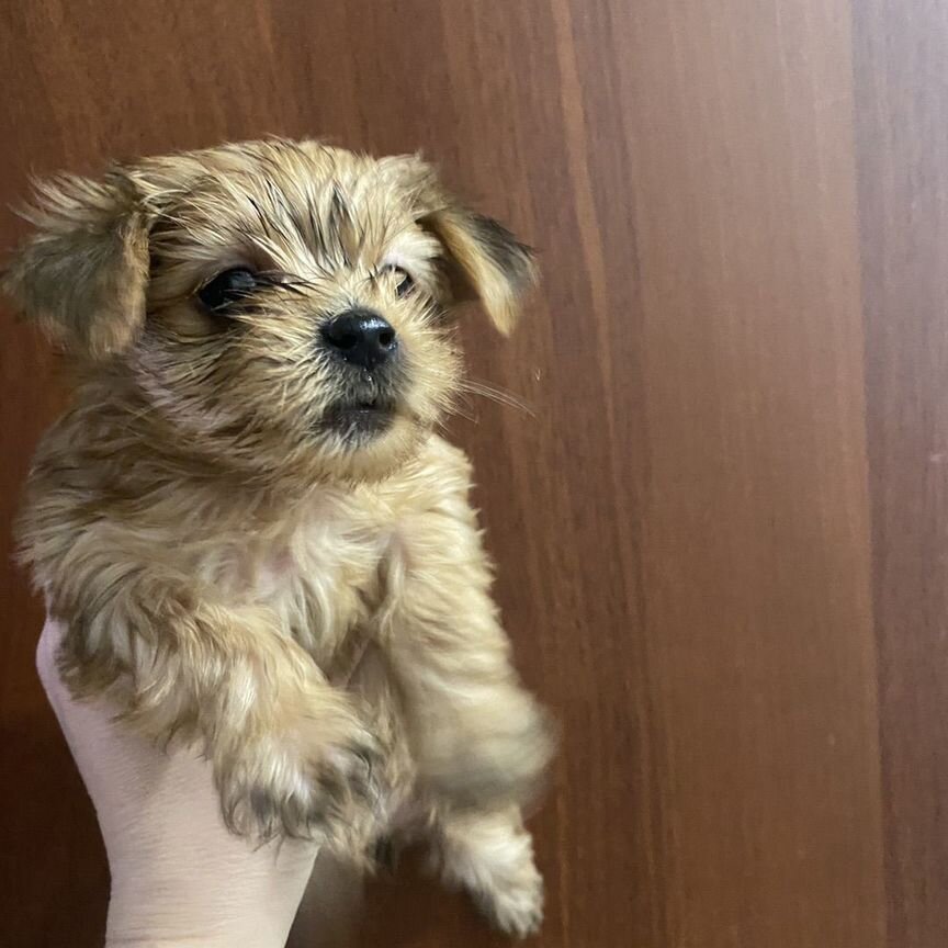 Щенки йорка