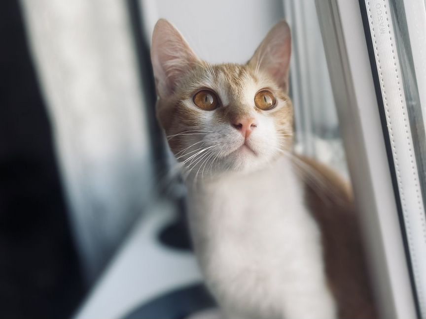 Рыжий котенок мальчик бесплатно