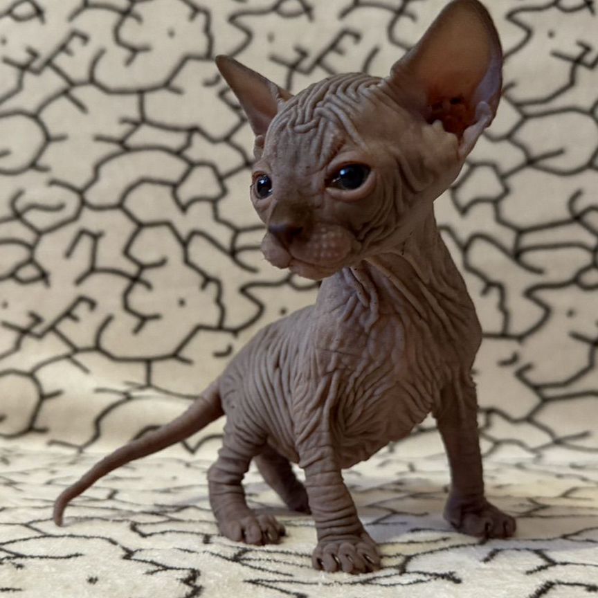 Канадский сфинкс котёнок