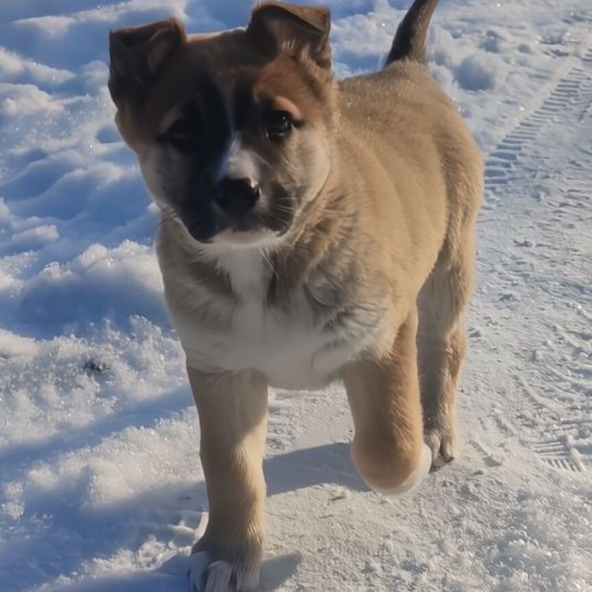 Щенок в добрые руки