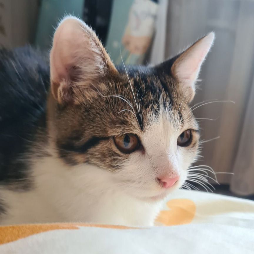 Котёнок в добрые руки