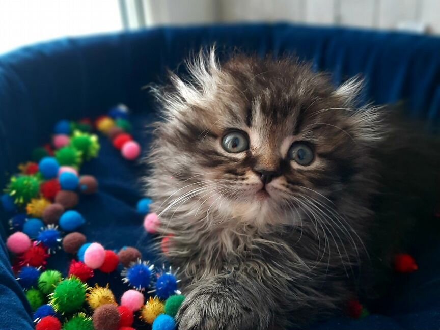 Шотландские котята