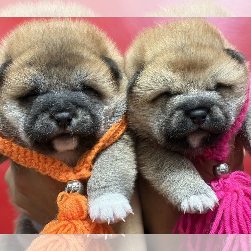 Сиба-ину, щенок