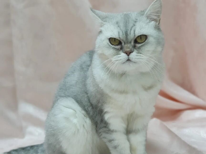 Британская серебристая шиншилла в дар бесплатно