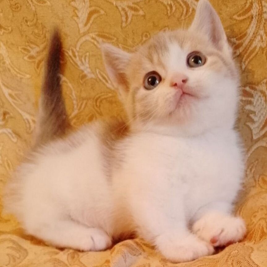 Манчкинята котята короткие лапки