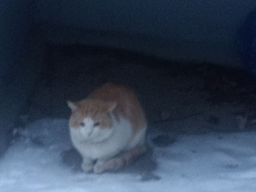 Домашние животные бесплатно