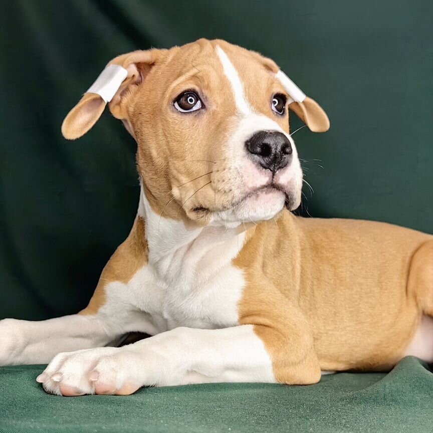 Мальчишки Ам. Стаффики