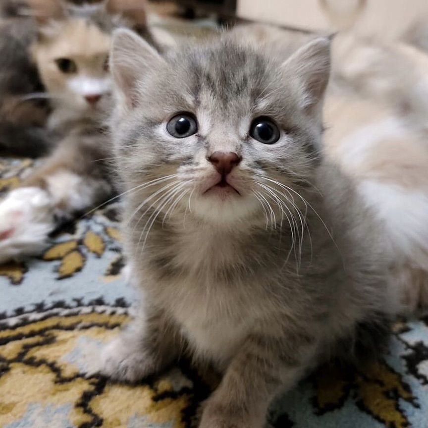 Котенок-девочка в добрые руки