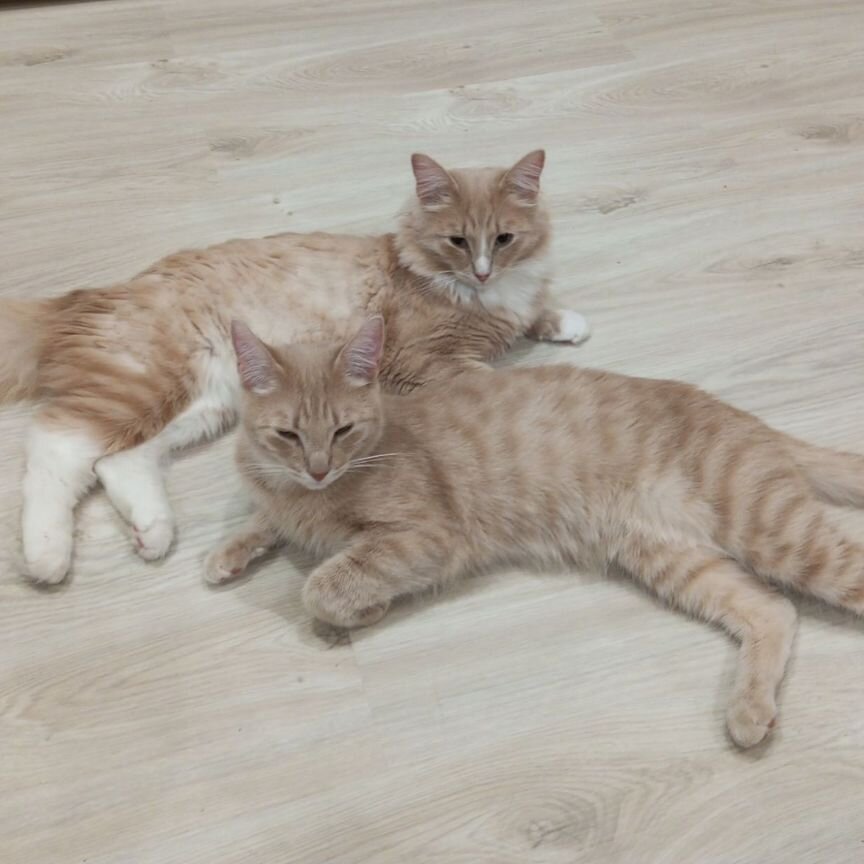 Коты стерилизованные можно по отдельности