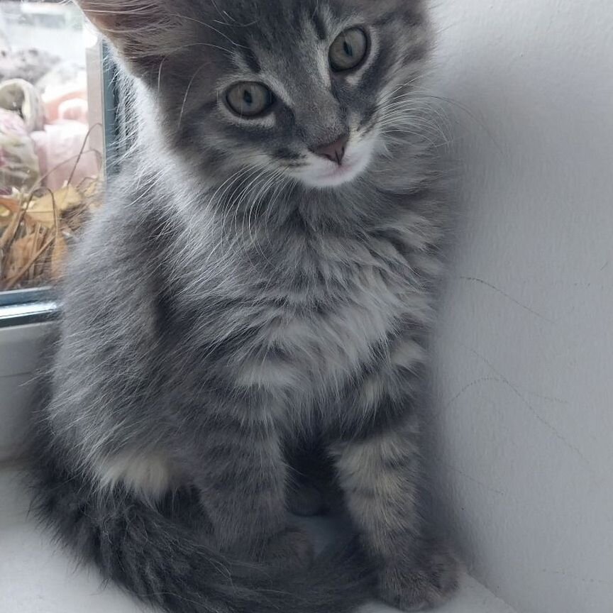 Котенок в дар