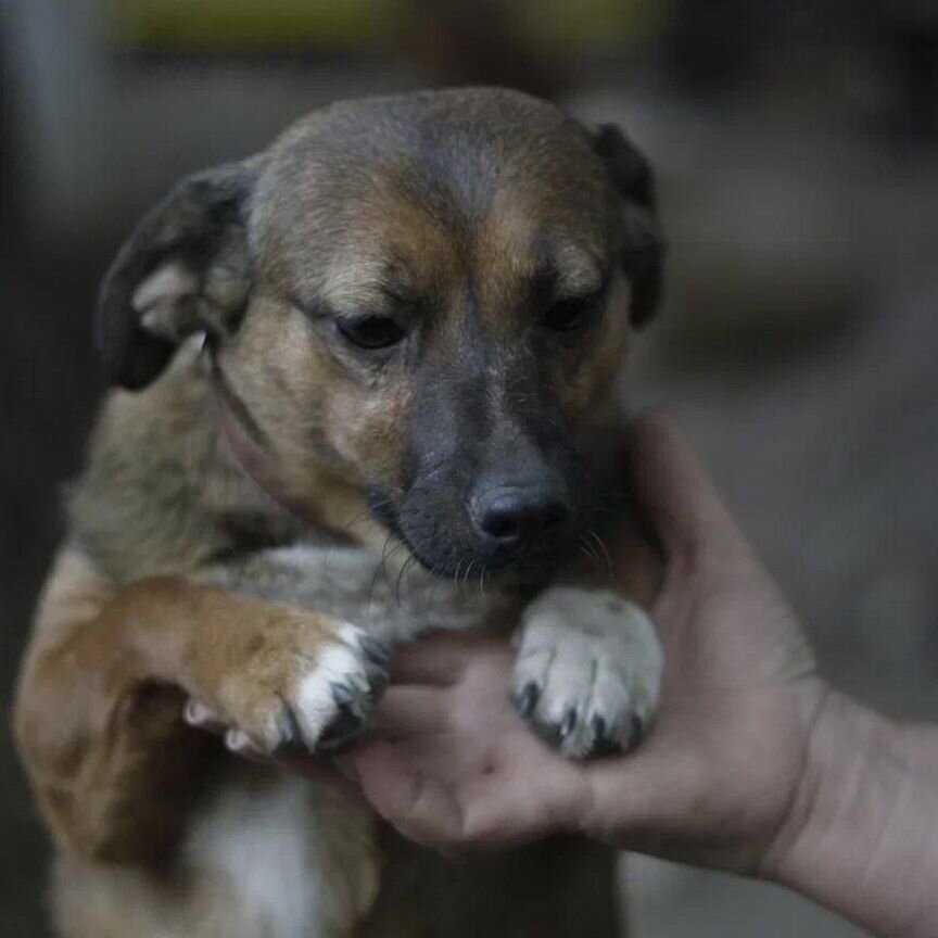 Буля ищет дом