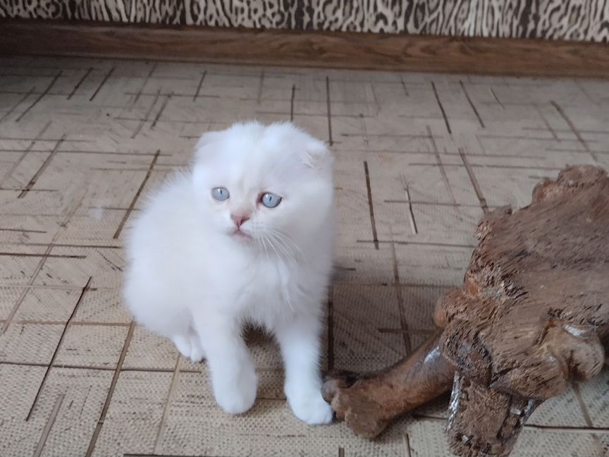 Шотландская породистая