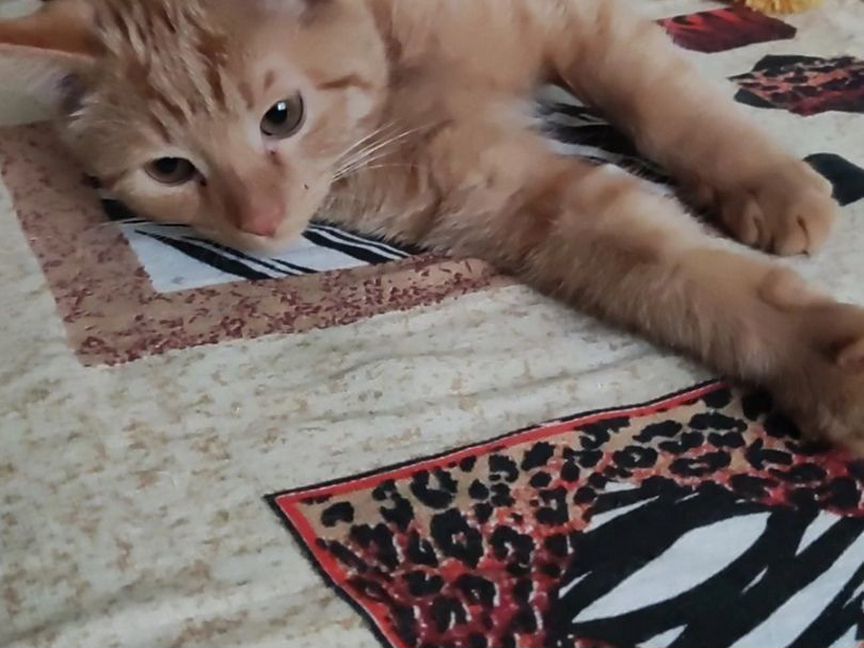 Кошка ищет дом