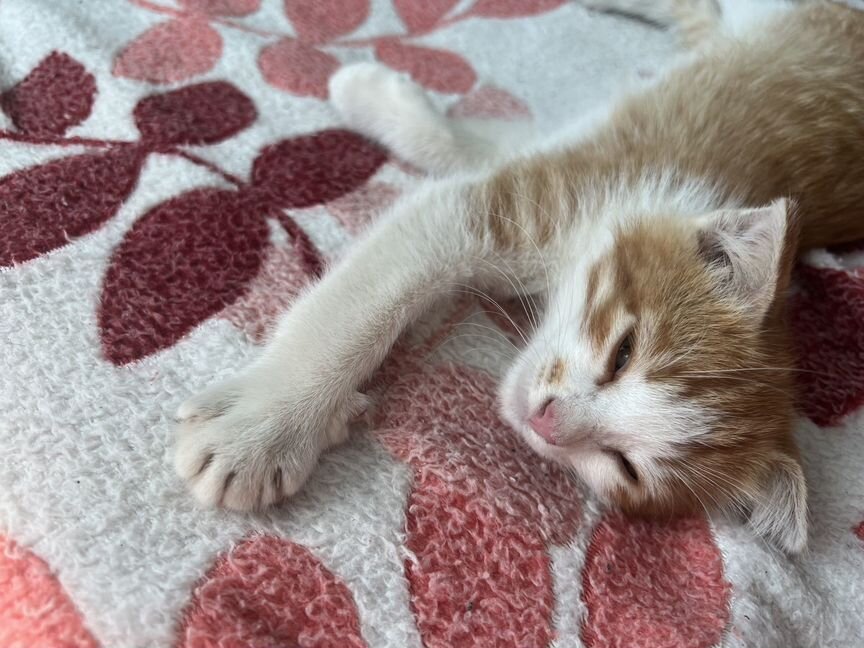 Котята