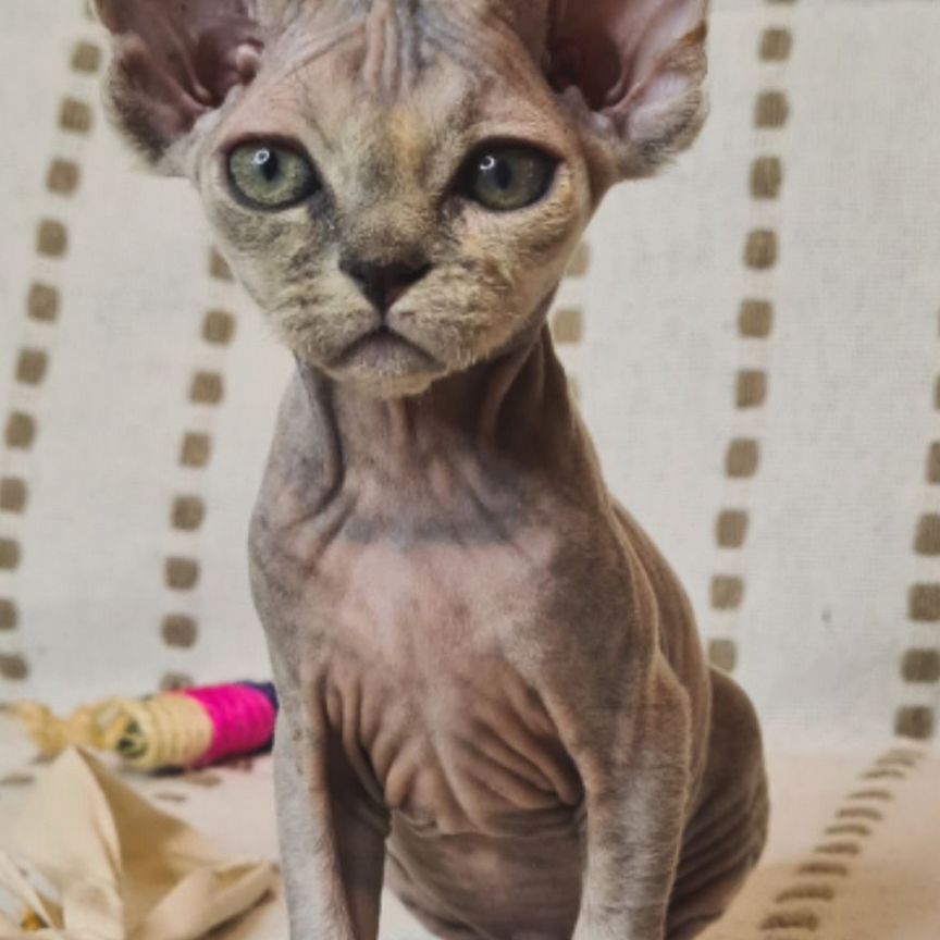 Котята девон-рекс