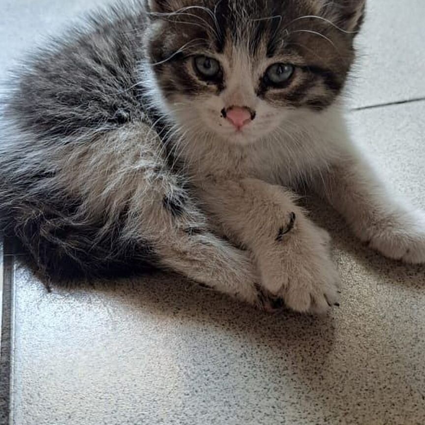 Котики бесплатно в добрые руки