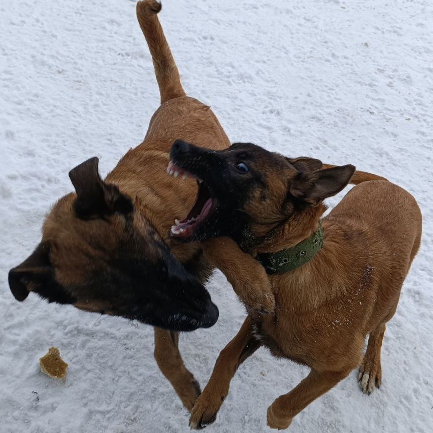 Бельгийская овчарка, щенок