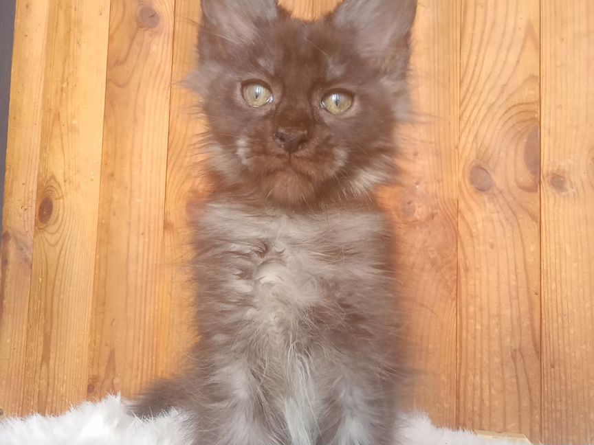 Мейн Кун котята полидакты