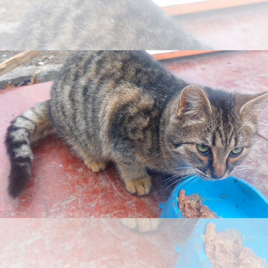 Котик в добрые руки
