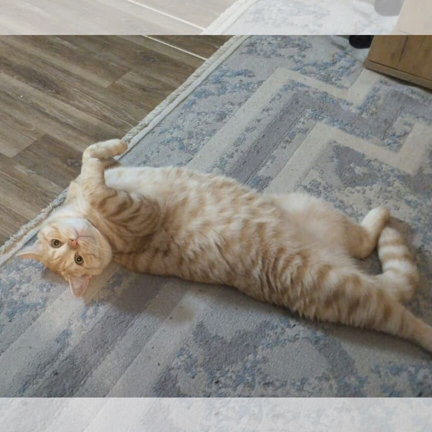 Отдам бесплатно кота Шотландец