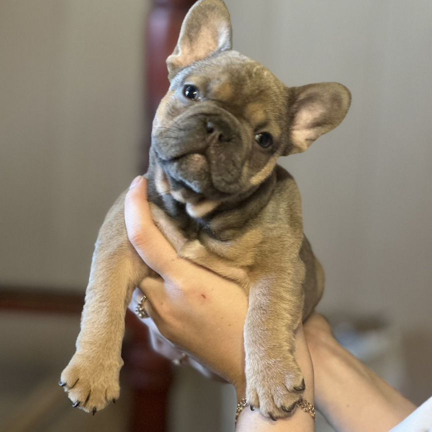 Щенки лилового французского будьдога