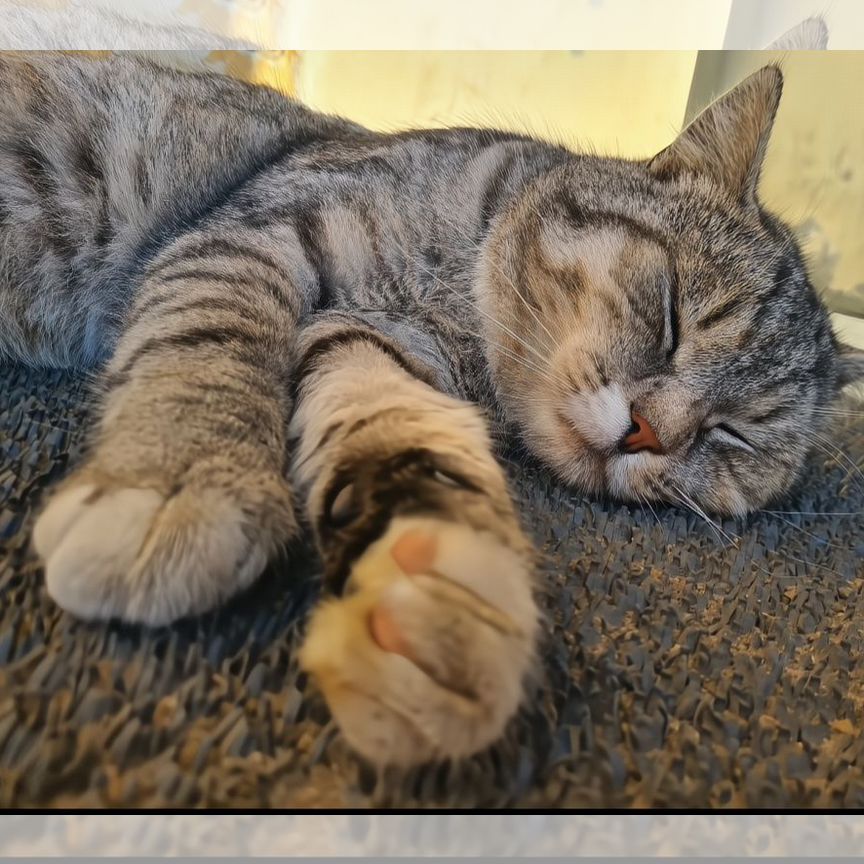 Взрослый кот от частного владельца