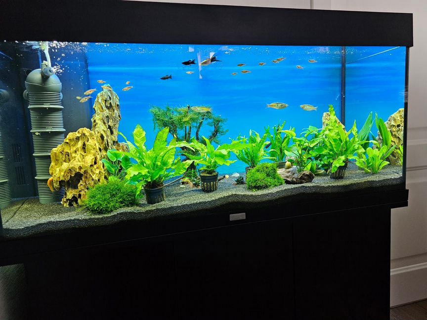 Аквариум juwel Rio 180 с тумбой