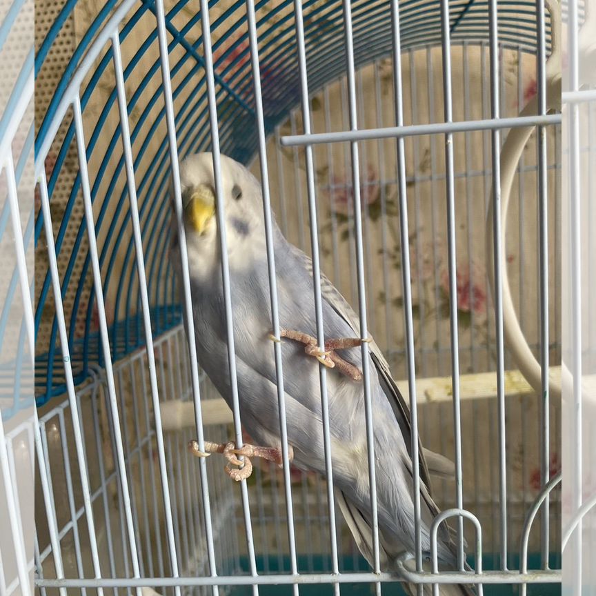 Волнистый попугай