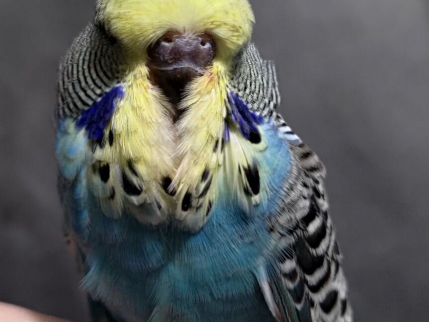 Птенцы ввп Чехи