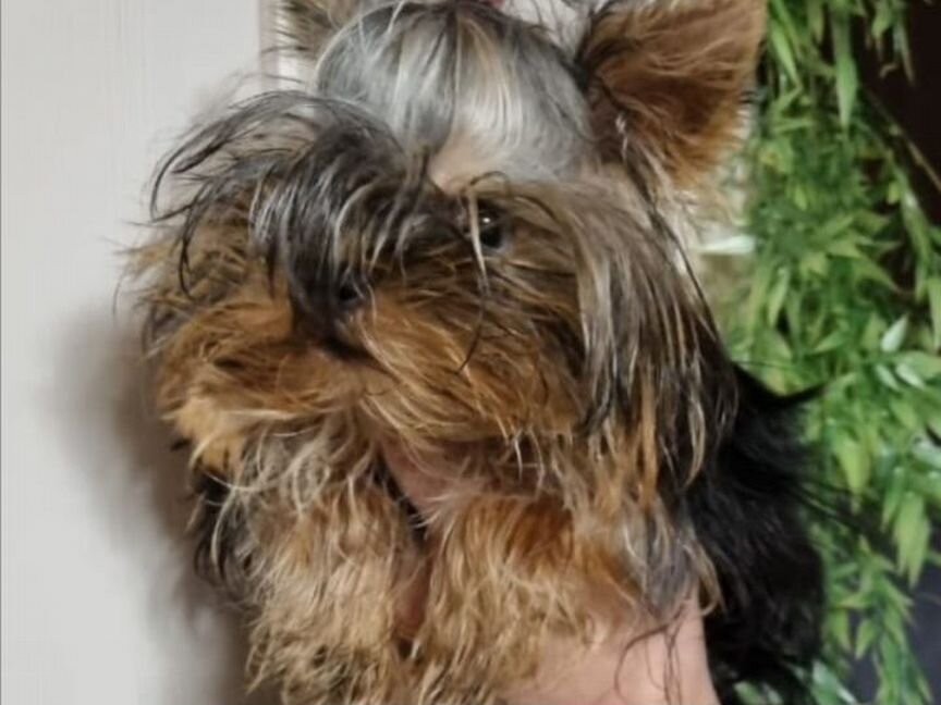 Карманный мальчик