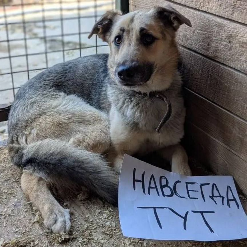 Взрослый пёс в добрые руки