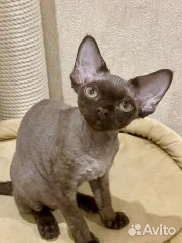 Девон-рекс котята