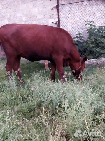 Телка тельная