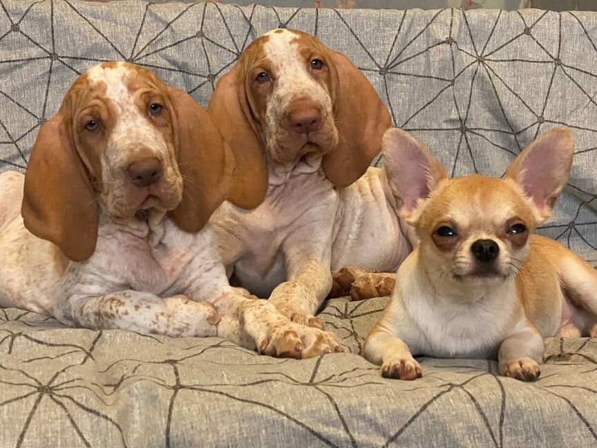 Итальянский бракк, итальянская легавая