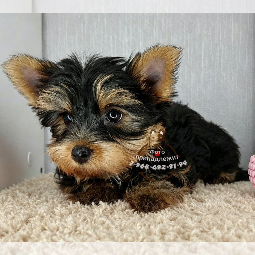 Йоркширский терьер, щенок