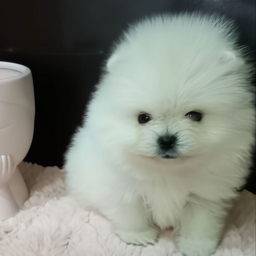 Померанский шпиц, щенок