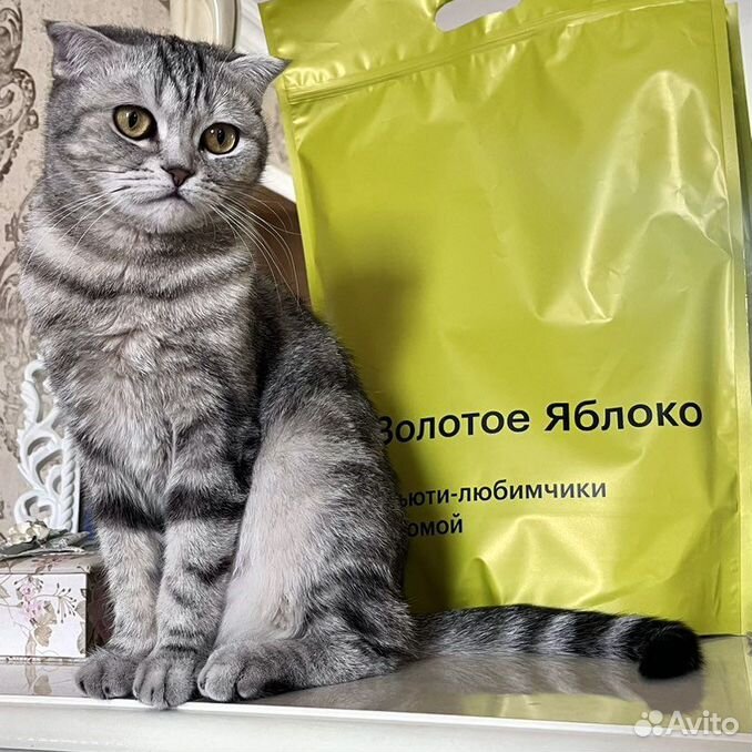 Британская кошка 4 года