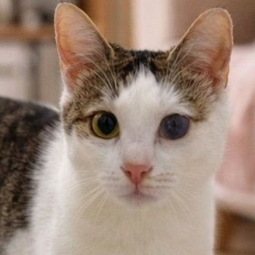 Европейская короткошёрстная, взрослая кошка