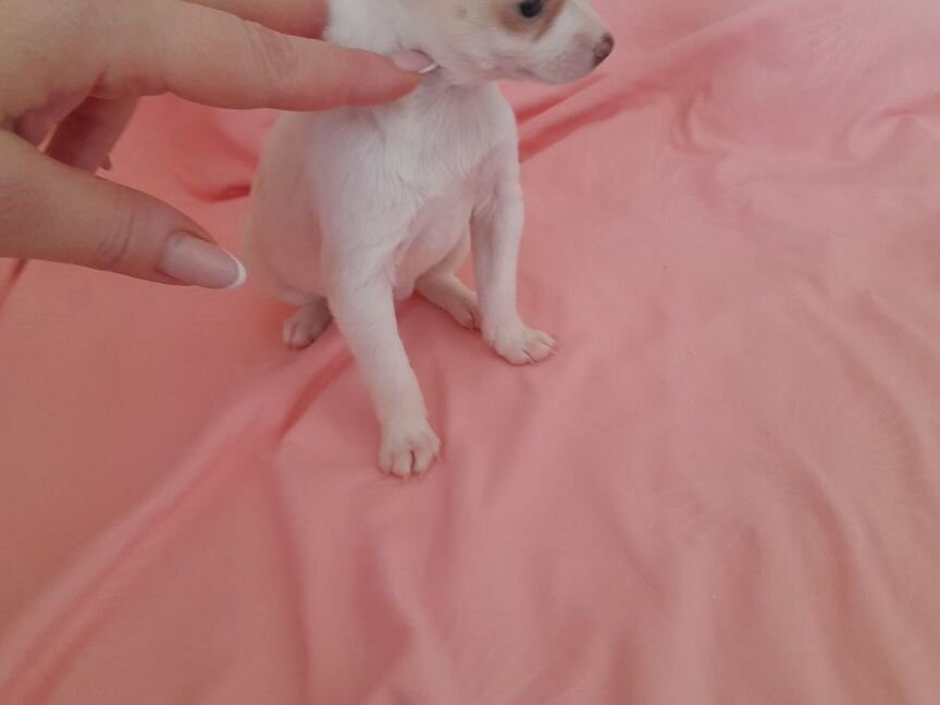 Продаю той-терьера девочку мини