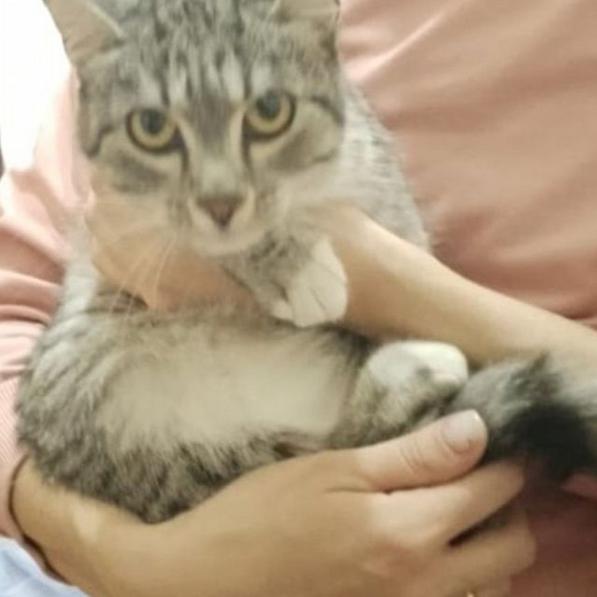 Кошечка ищет хозяина